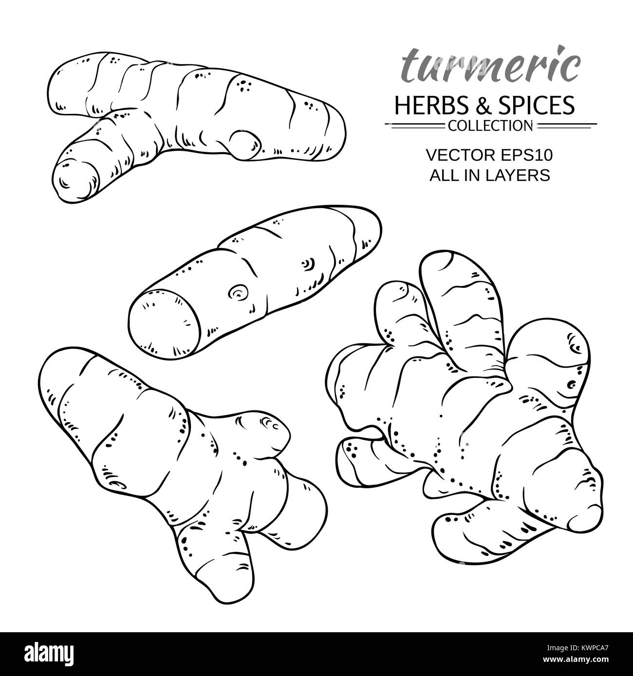 Turmeric vector vectors hi-res stock photography and images - Alamy