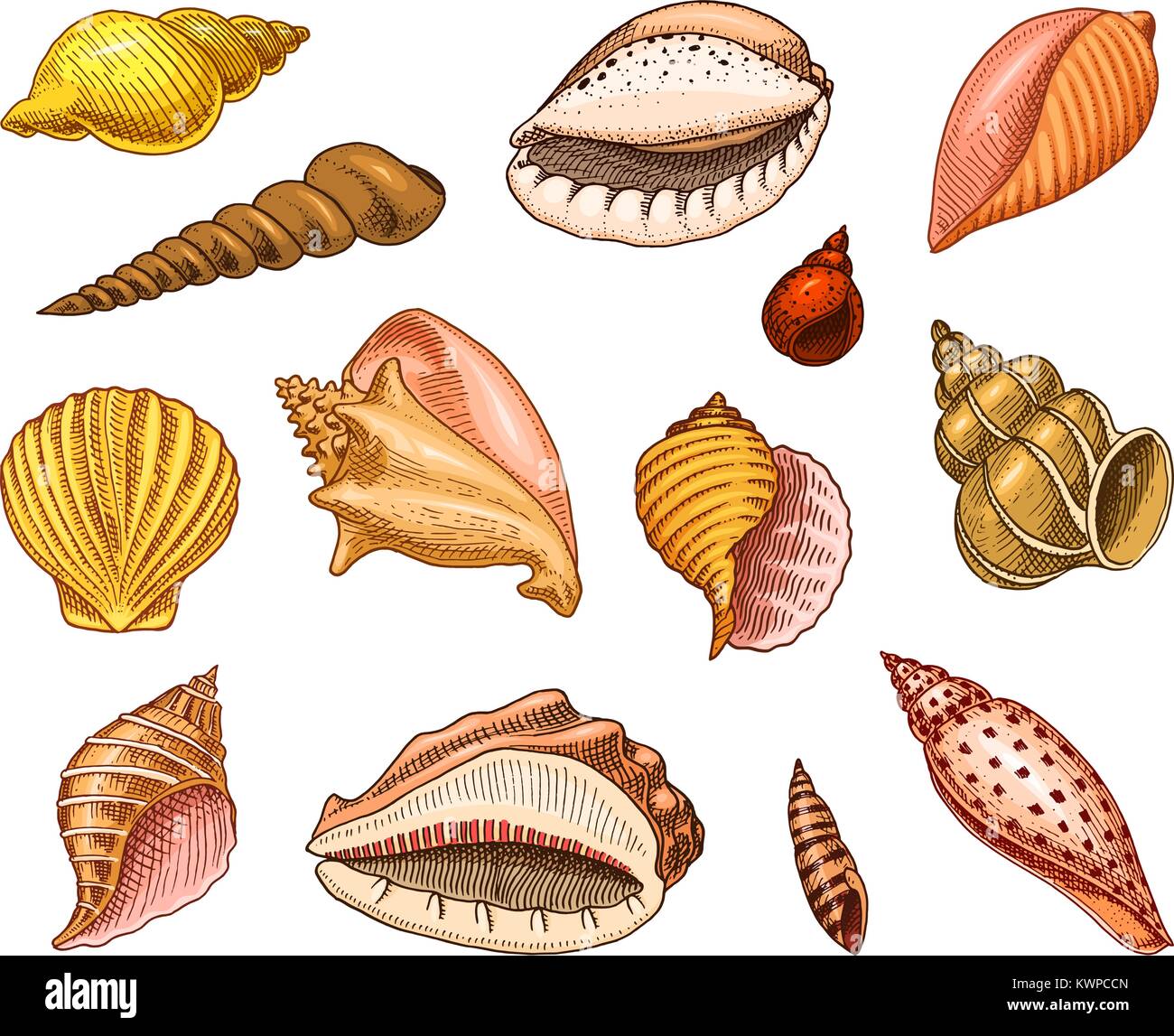 Different marine life forms hi-res stock photography and images - Alamy