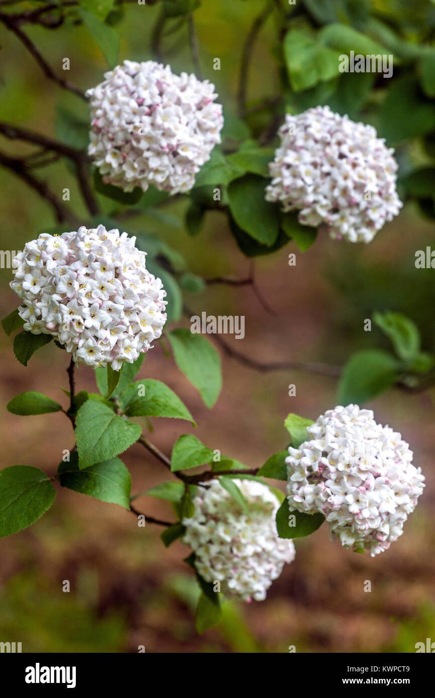 Shrub snowball hi-res stock photography and images - Alamy