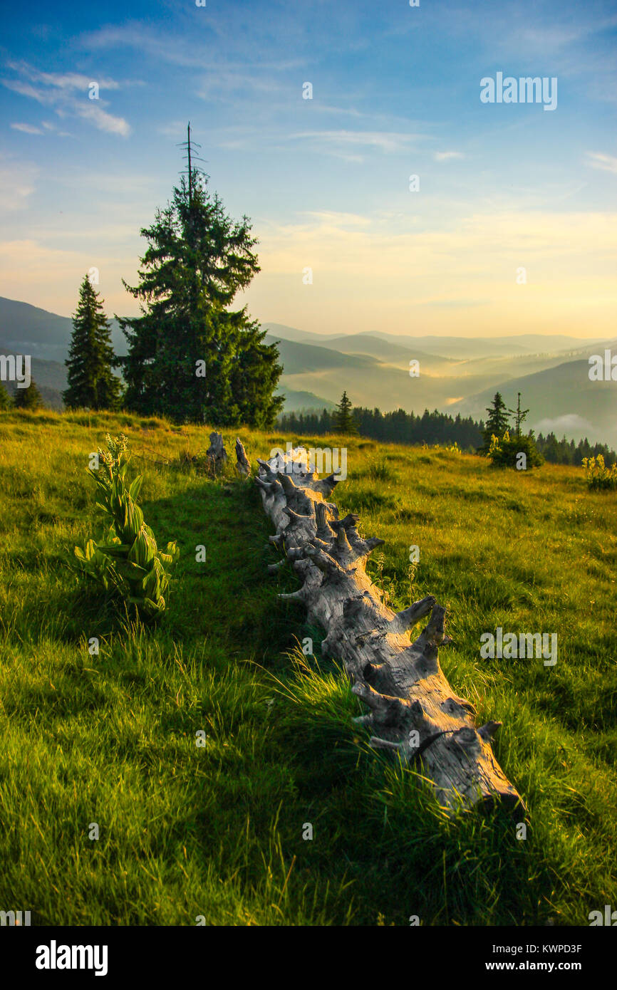 Fallen pine tree on alpine landscape with green grass and blue sky and ...