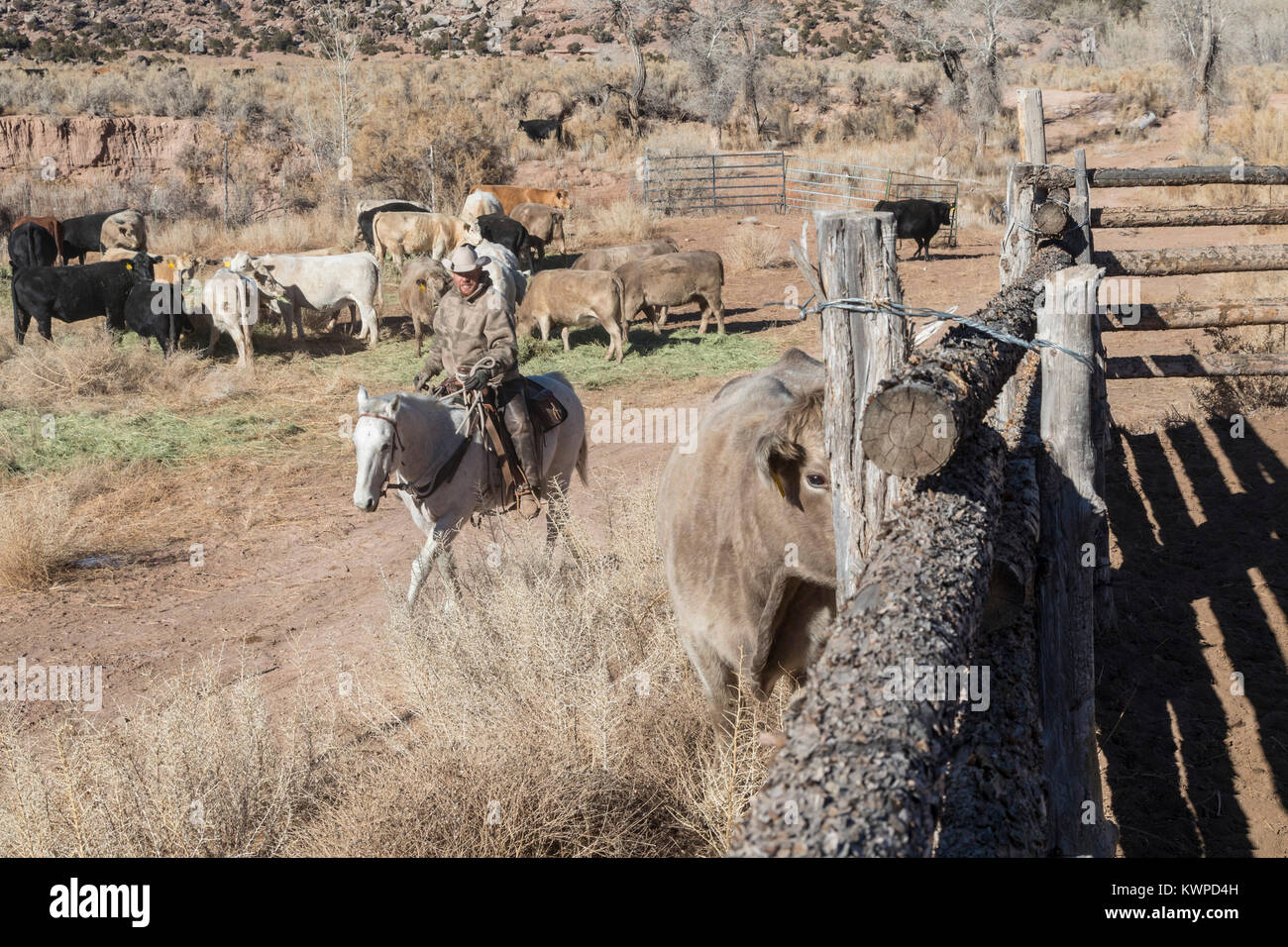 Whitewater, Colorado - Ranchers sort out cattle, mostly Charolais, that ...