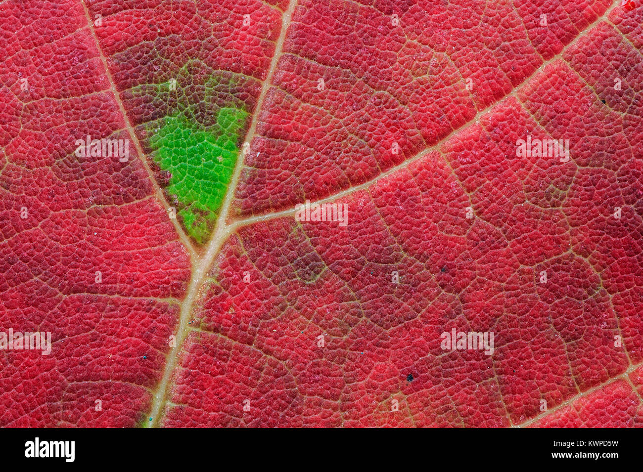 Red color leaf hi-res stock photography and images - Alamy