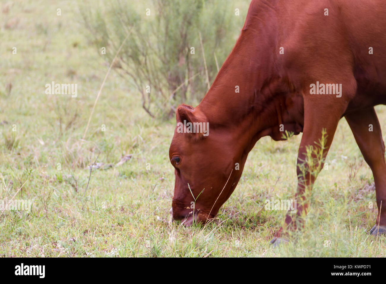 Danish red cow grazing in the countryside province of entre rios city ...