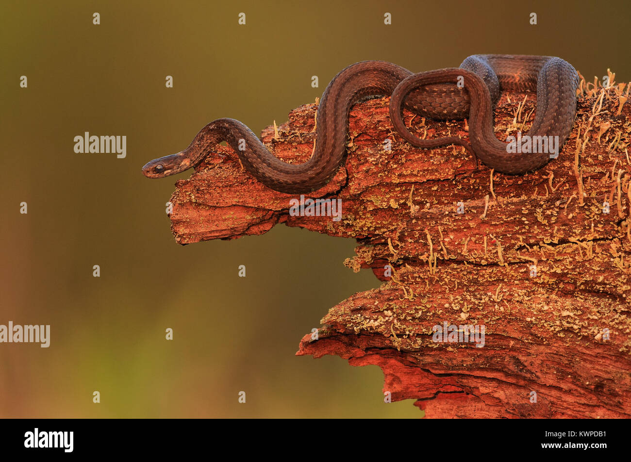 A Red-bellied Snake emerges from the log pile Stock Photo - Alamy