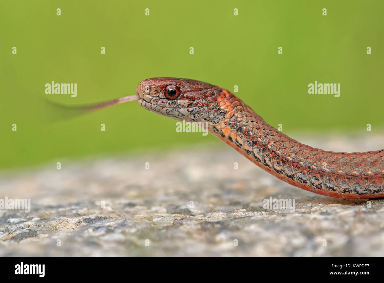 Baby Northern Red Bellied Snake
