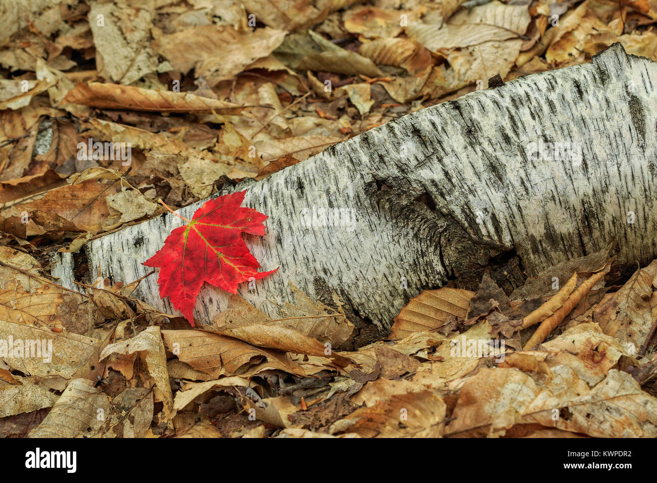 A fresh autumn leaf joins the old ones Stock Photo - Alamy