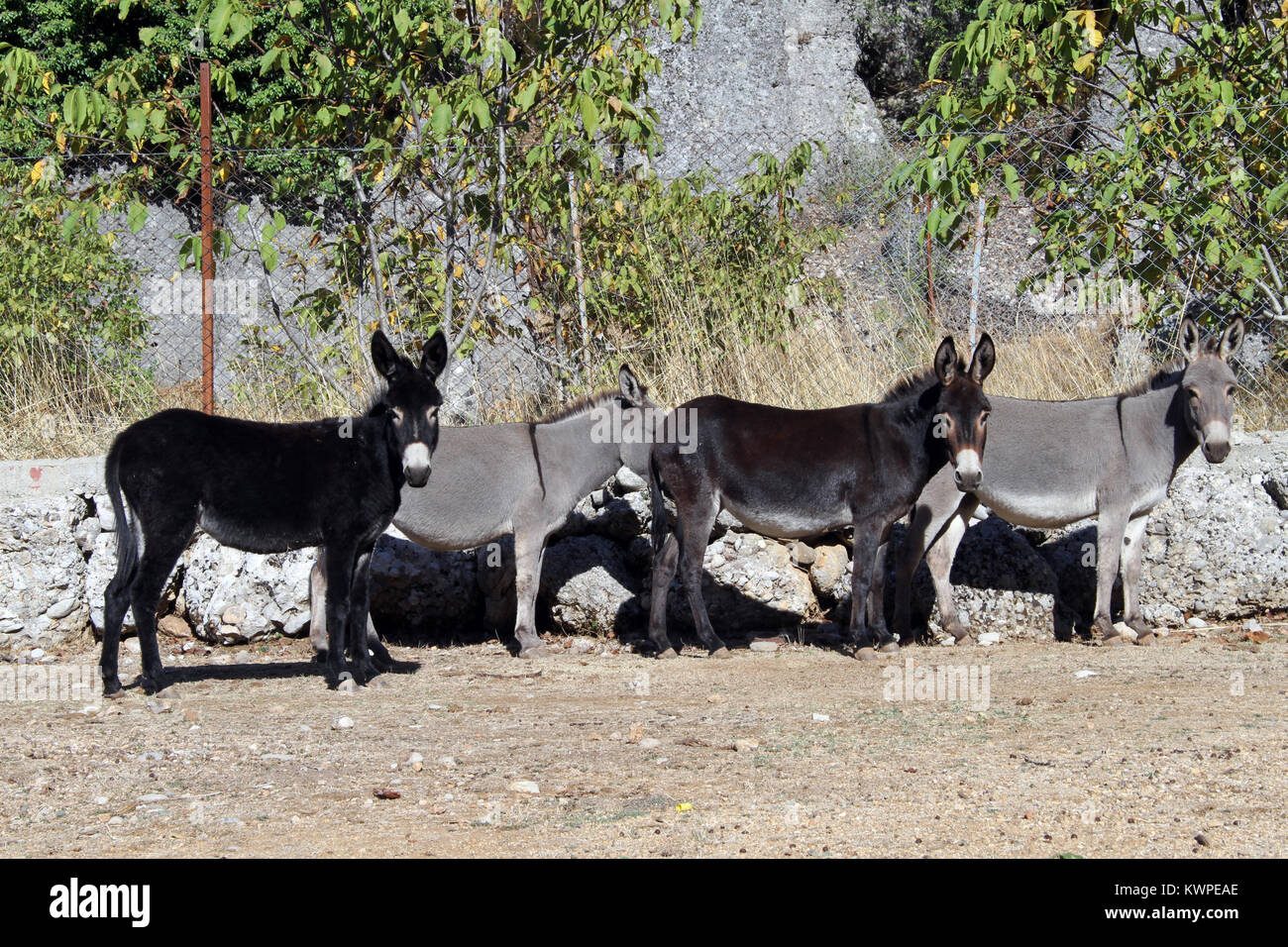 Four donkeys and trees in Turkey Stock Photo - Alamy