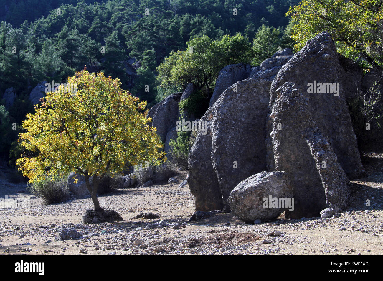 Big rock and yellow tree in turkish forest, Turkey Stock Photo - Alamy
