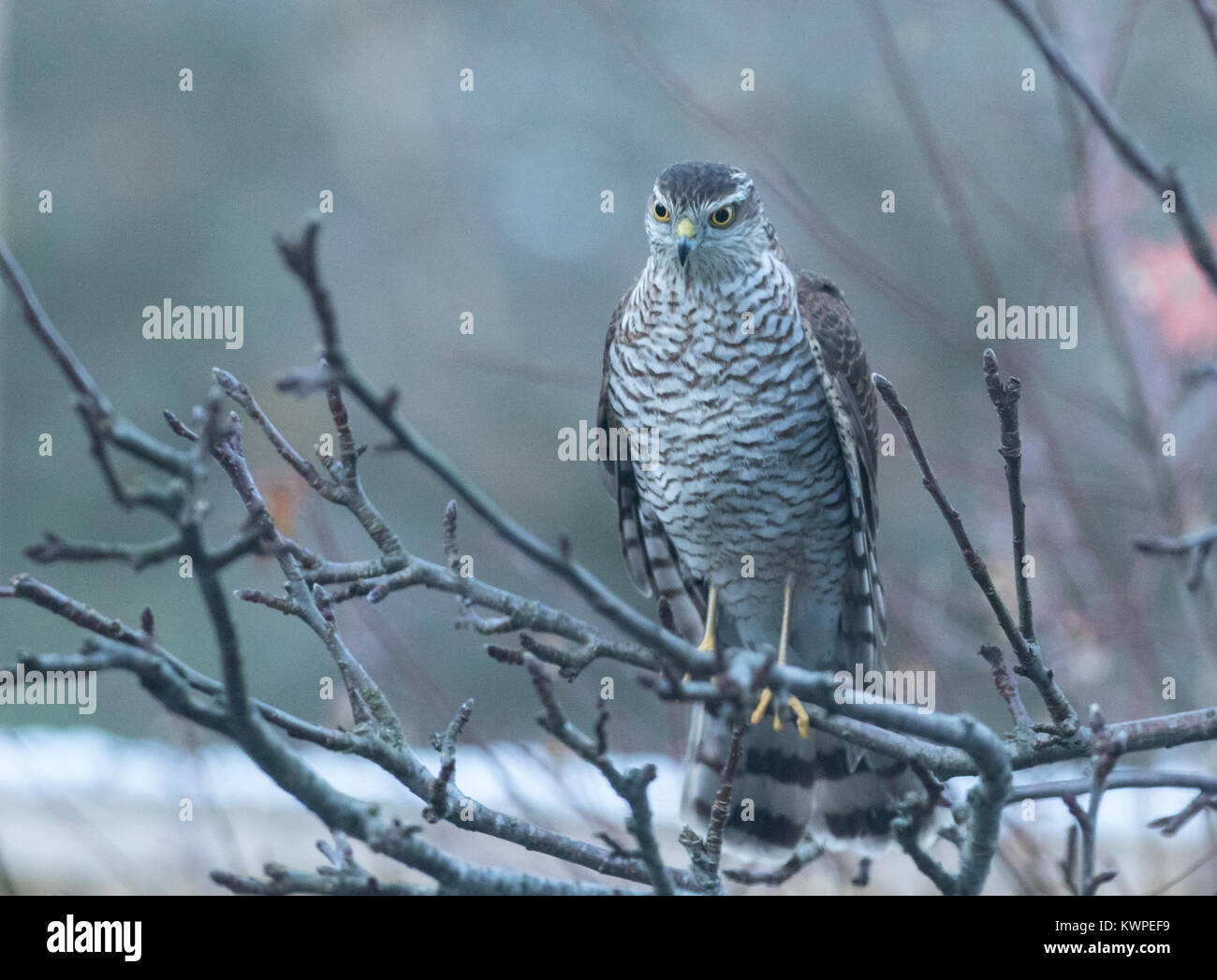 A female sparrowhawk (UK) perches on a branch Stock Photo - Alamy