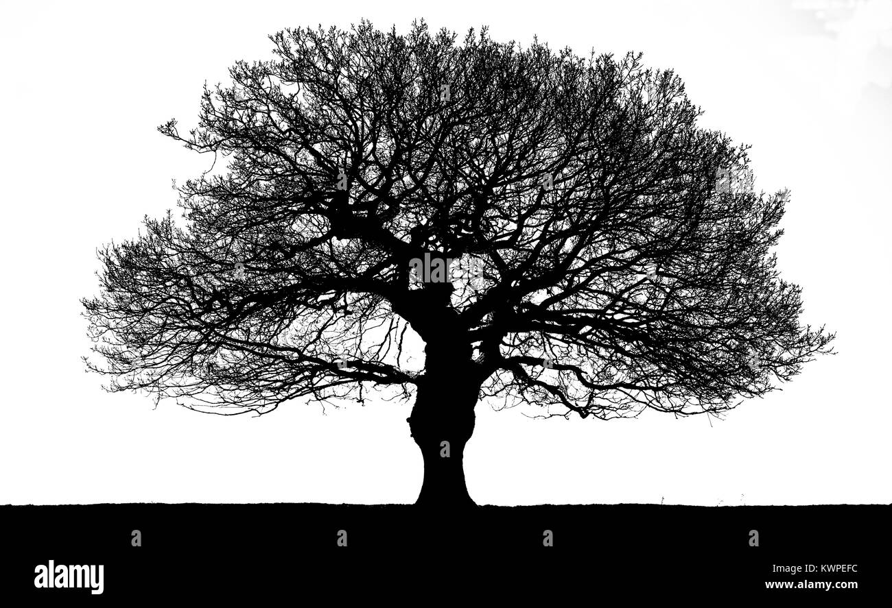 A single oak tree silhouette in winter Stock Photo - Alamy