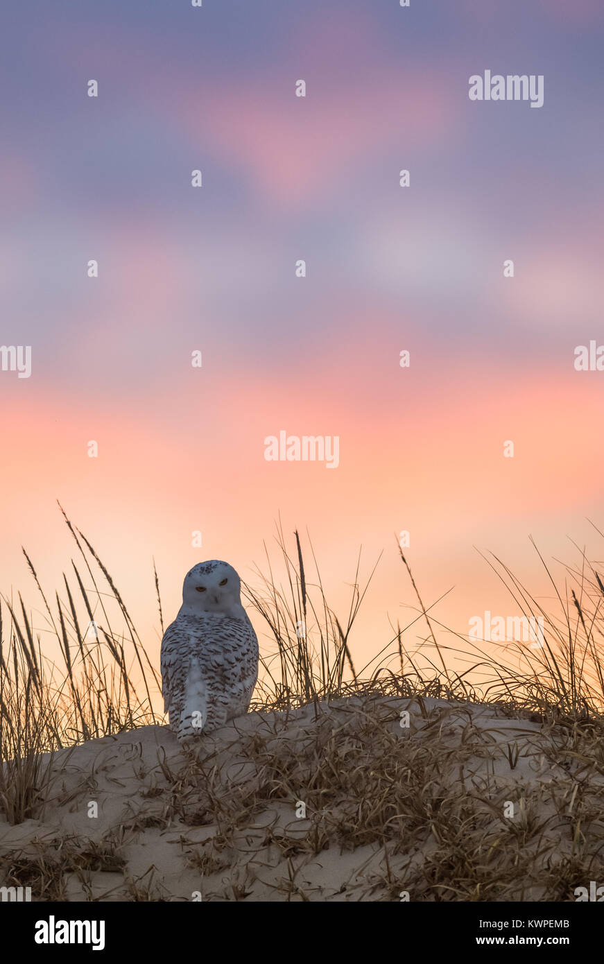 Snowy Owl at Sunset Stock Photo - Alamy