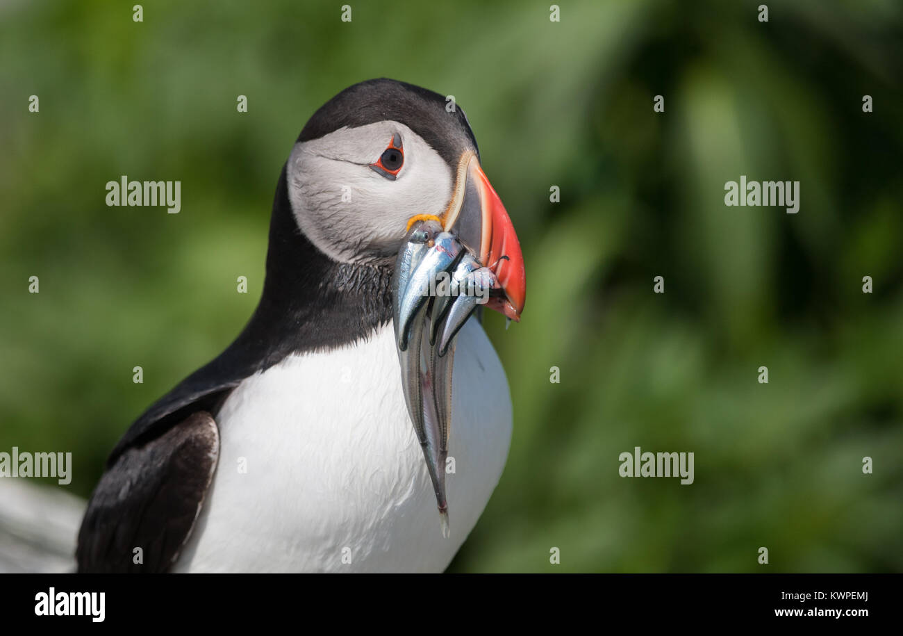 Puffin iceland hunting hi-res stock photography and images - Alamy