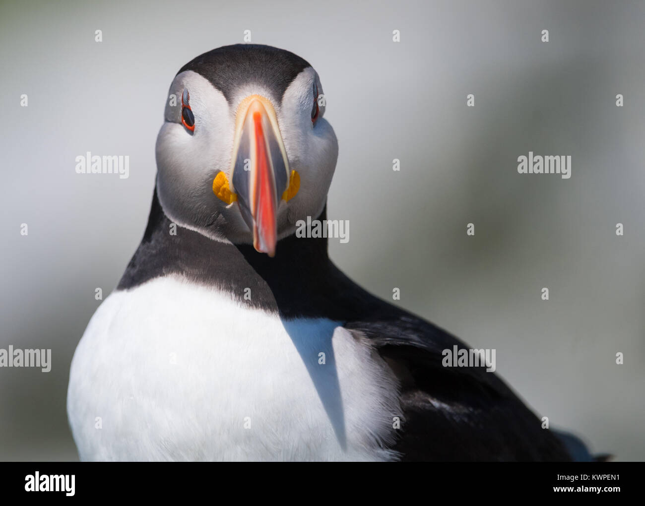 Puffin iceland hunting hi-res stock photography and images - Alamy