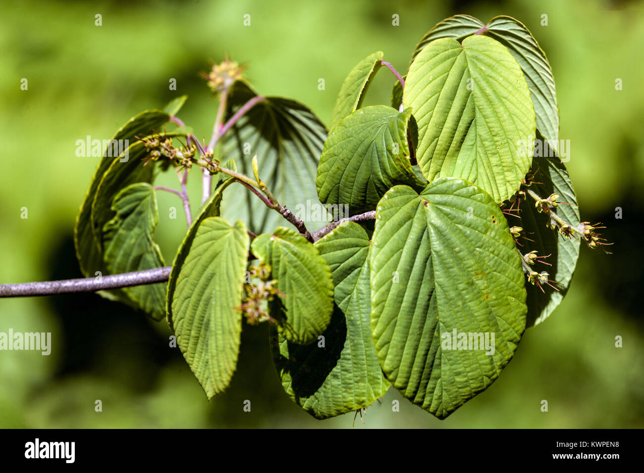 Corylopsis spicata leaves Stock Photo - Alamy