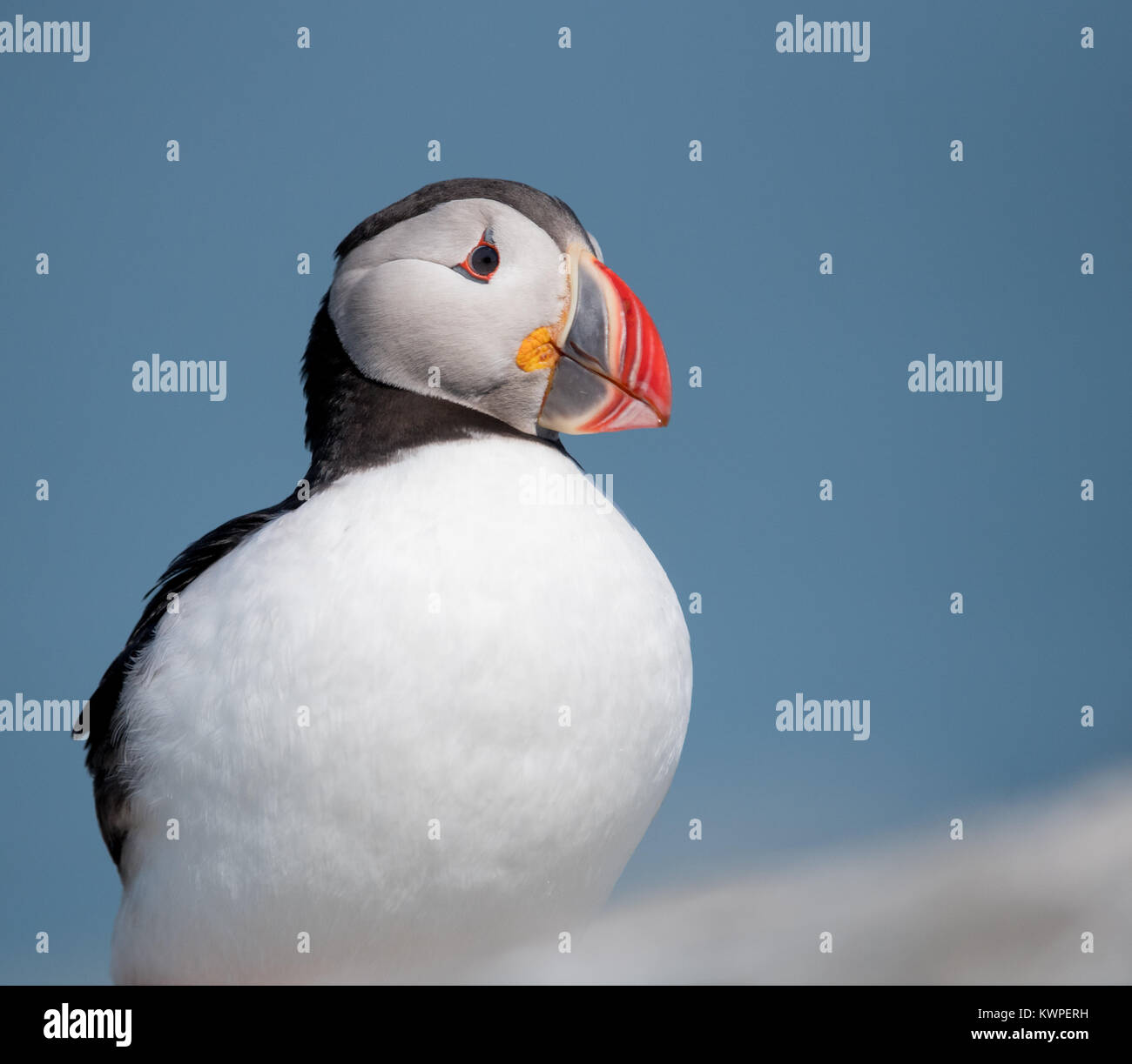 Puffin iceland hunting hi-res stock photography and images - Alamy
