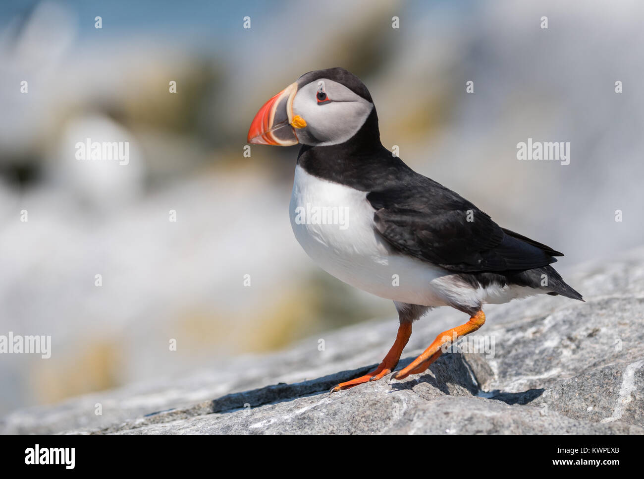 Puffin hunting iceland hi-res stock photography and images - Alamy