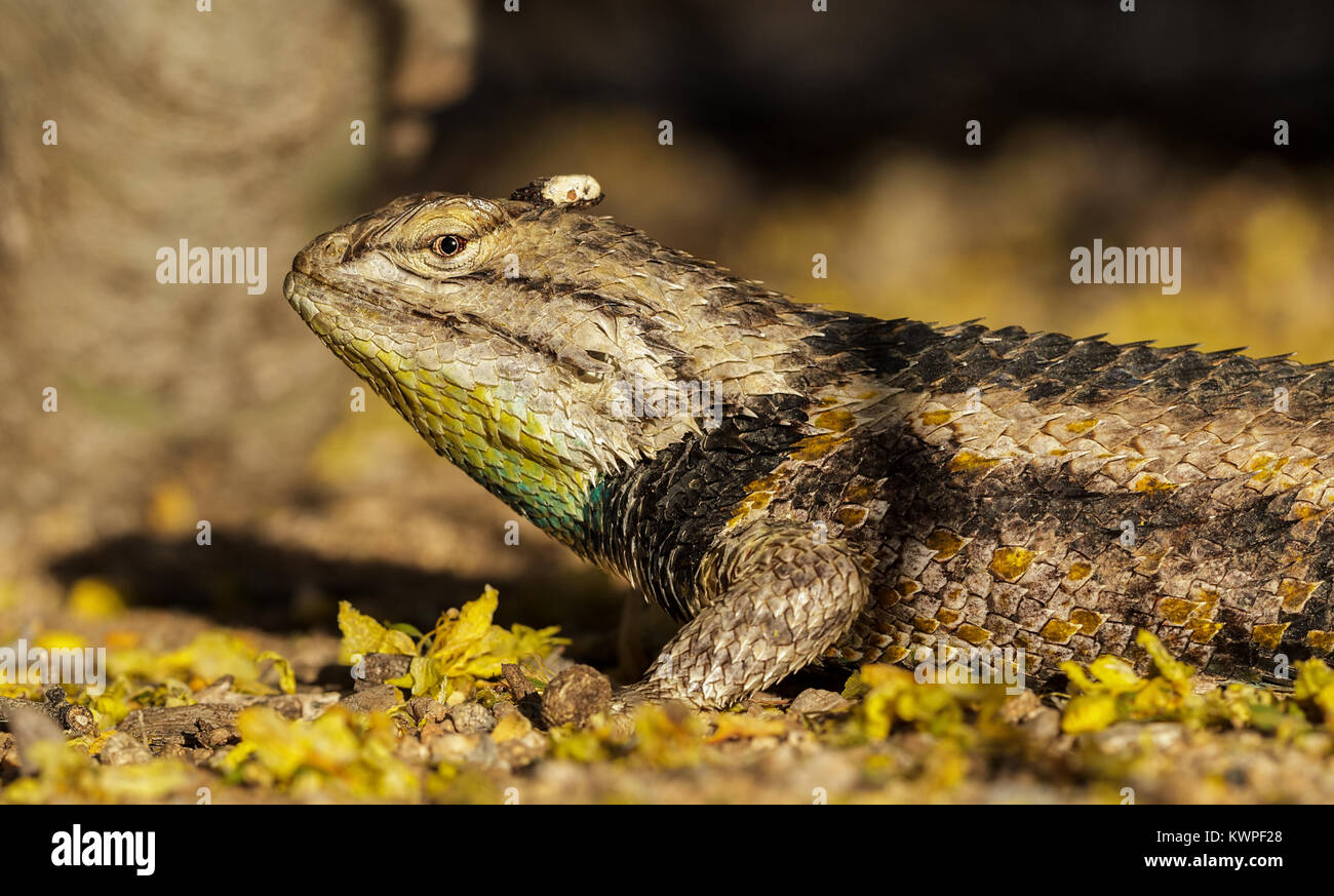 A Desert Spiny Lizard has an unfortunate incident with a Mourning Dove ...