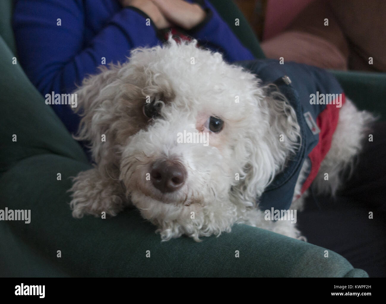Terrier poodle mix hi-res stock photography and images - Alamy