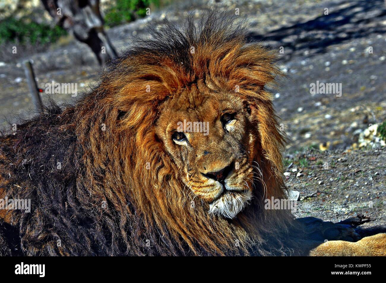 Sad lion hi-res stock photography and images - Alamy