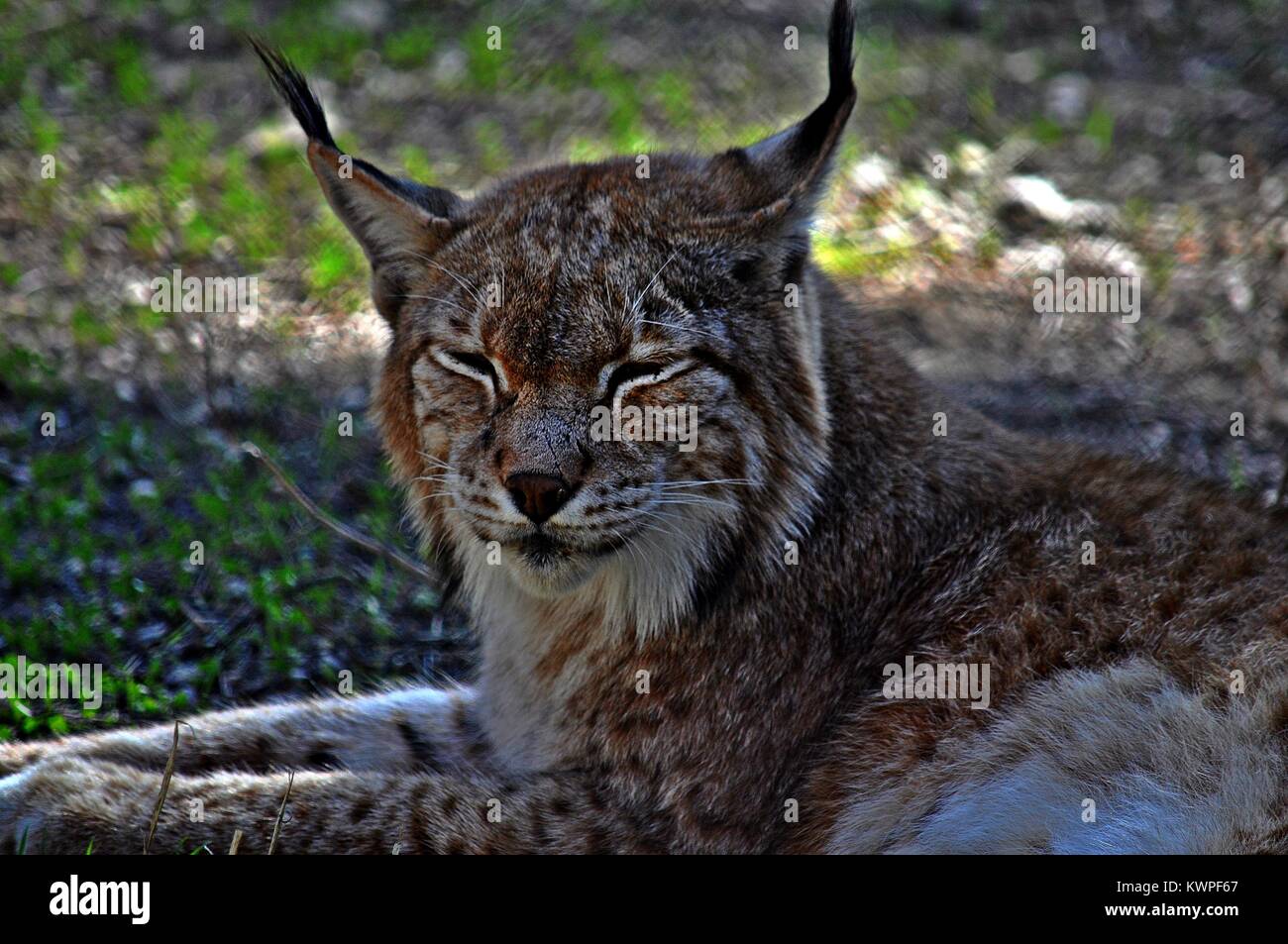 Iberian lynx portrait hi-res stock photography and images - Alamy