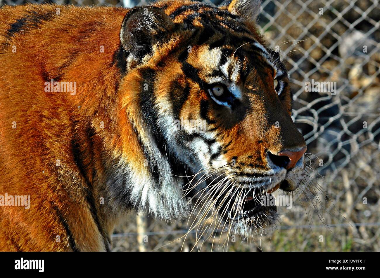 Tiger close up portrait Stock Photo - Alamy