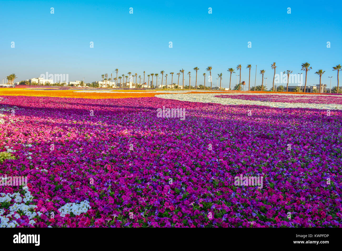 Flower carpet in Yanbu flower show Saudi arabia Stock Photo - Alamy