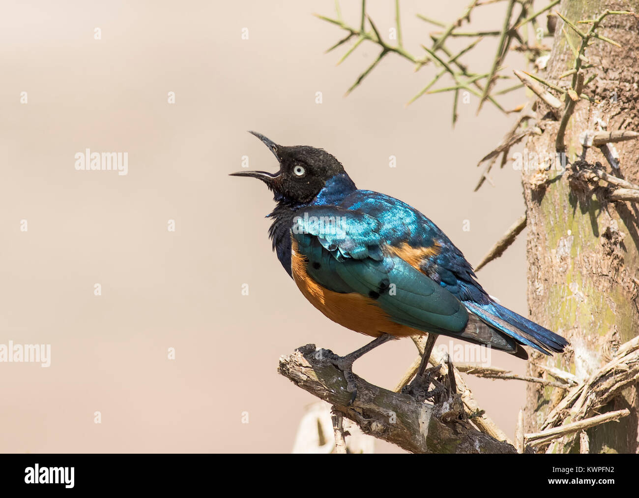 Kenyan starling hi-res stock photography and images - Alamy