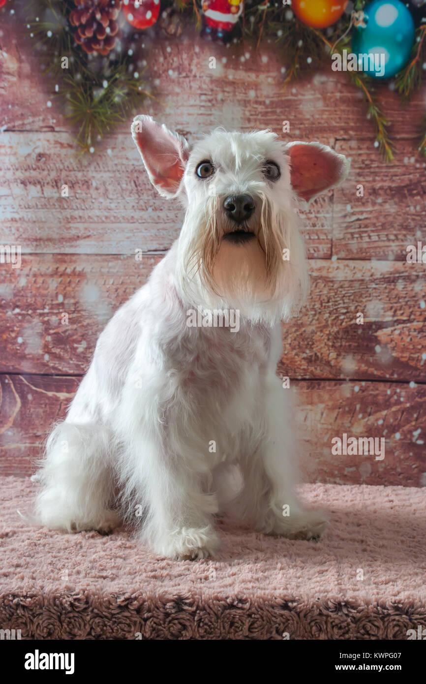 Mini schnauzer portrait Stock Photo - Alamy