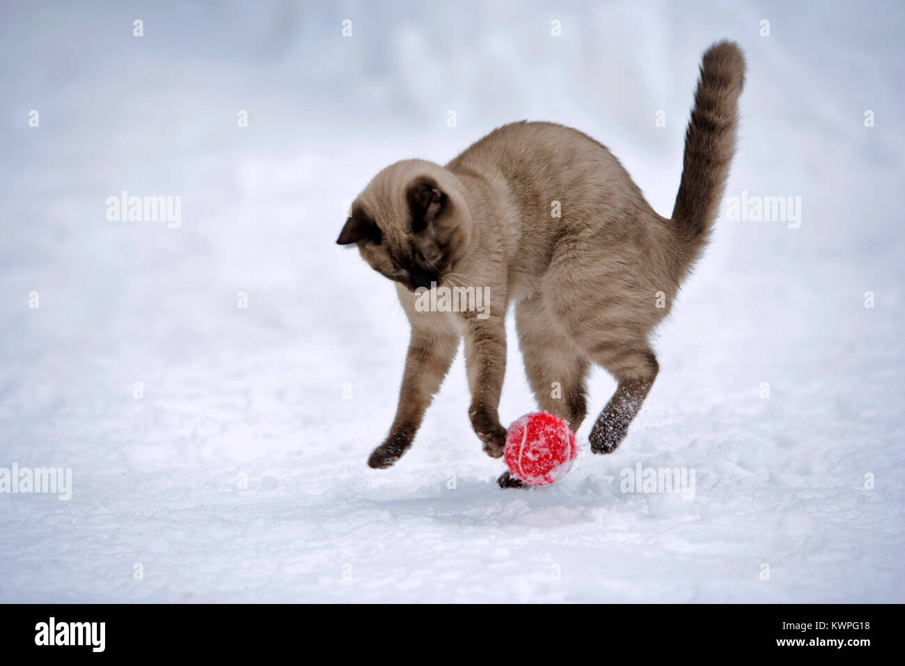Chocolate point siamese cat hi-res stock photography and images - Alamy