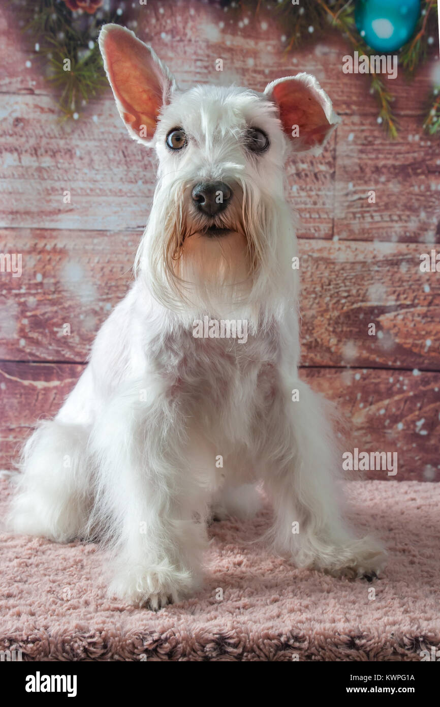 Mini schnauzer portrait Stock Photo - Alamy