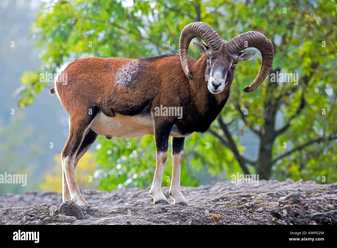 Moufflon Sheep, Buck with large Horns,, standing on rocks by large tree ...