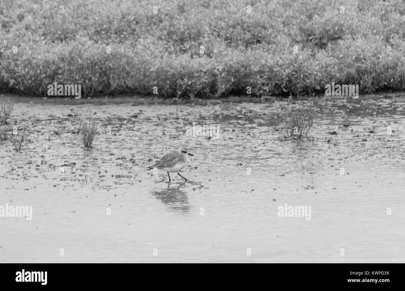 A Grey Plover (Pluvialis squatarola) walking in mud Stock Photo - Alamy