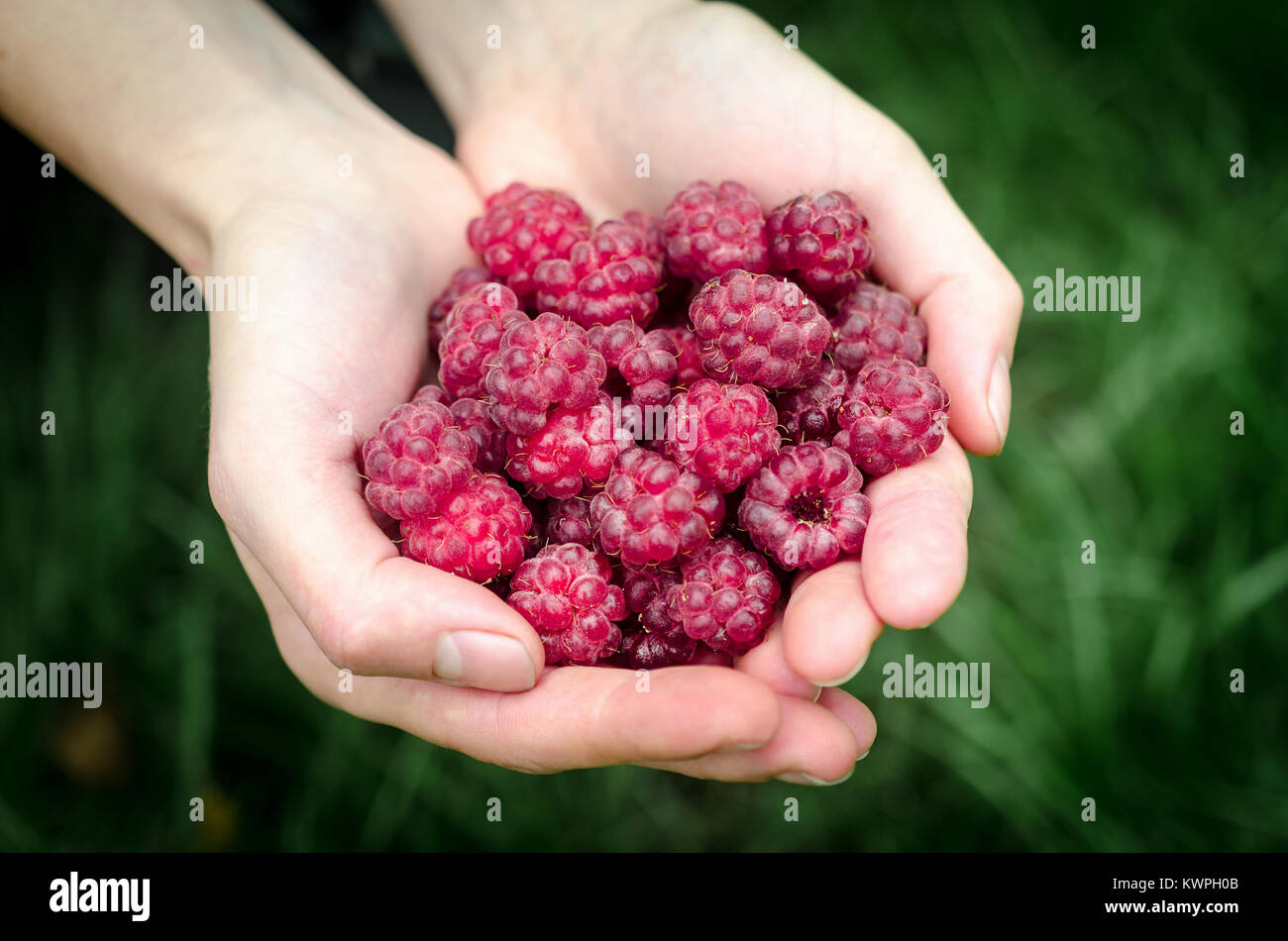 Hands holding raspberries Stock Photo - Alamy