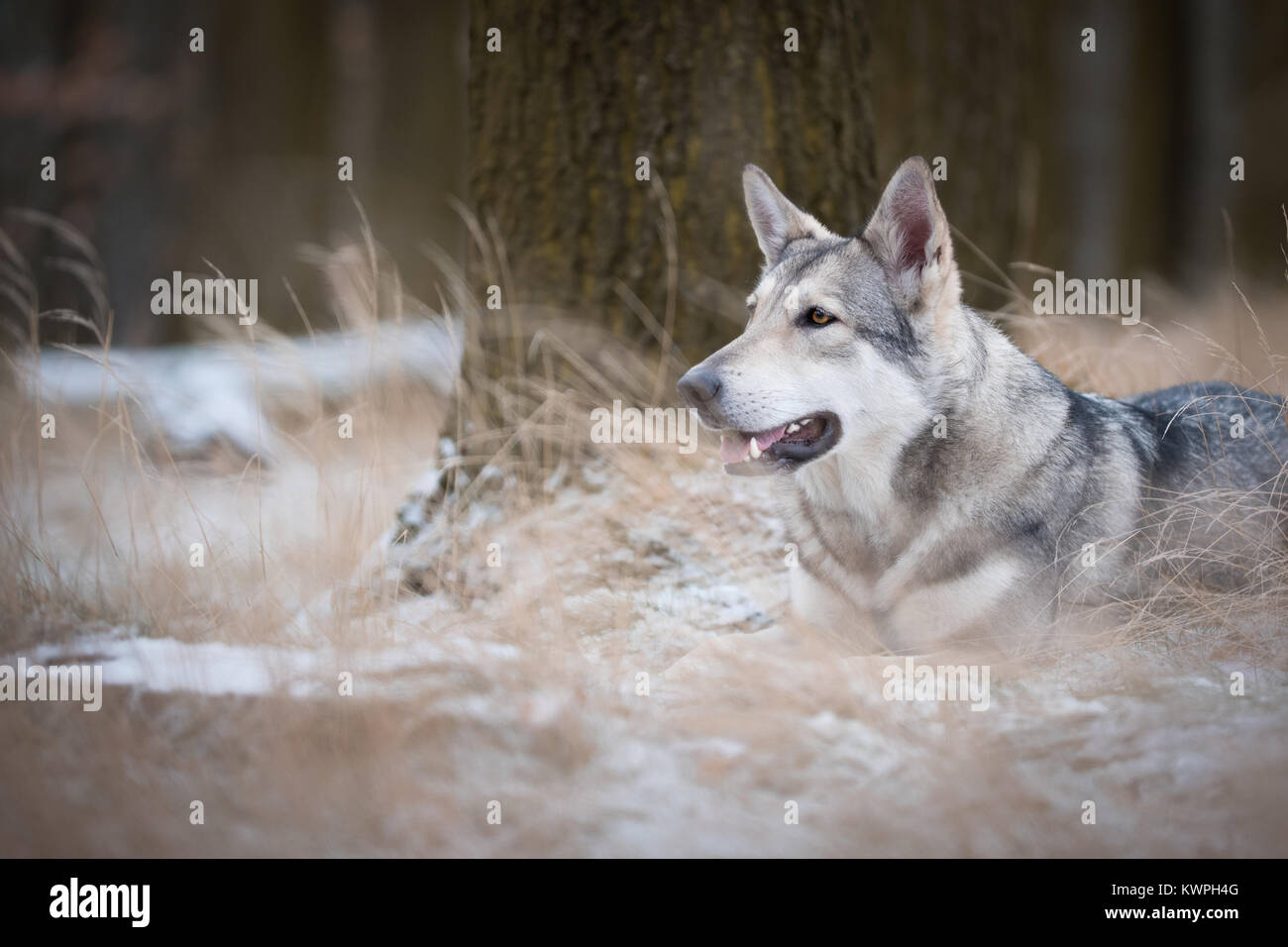 Wolf in forrest hi-res stock photography and images - Alamy