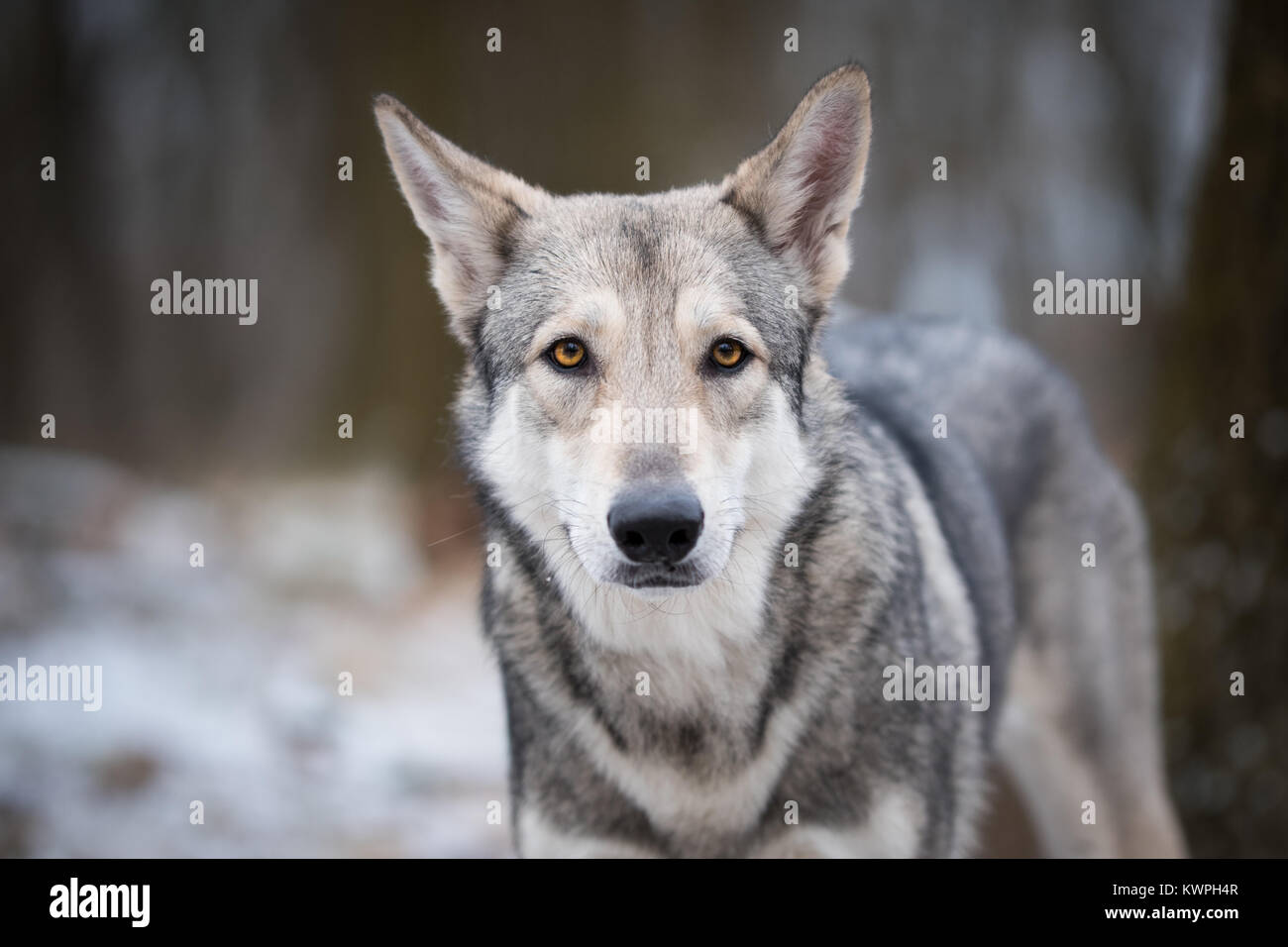 wolf in forrest in winter in forrest Stock Photo - Alamy