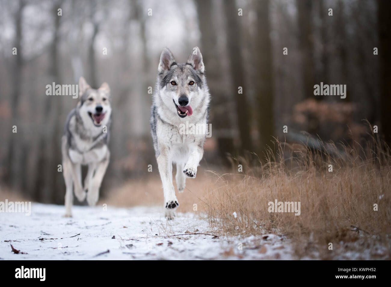 Wolf in forrest hi-res stock photography and images - Alamy