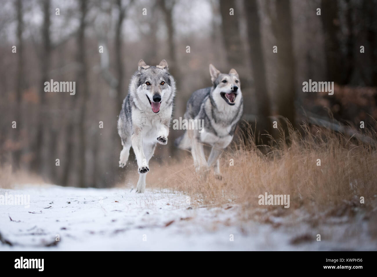 wolves in forrest in winter time on snow Stock Photo - Alamy