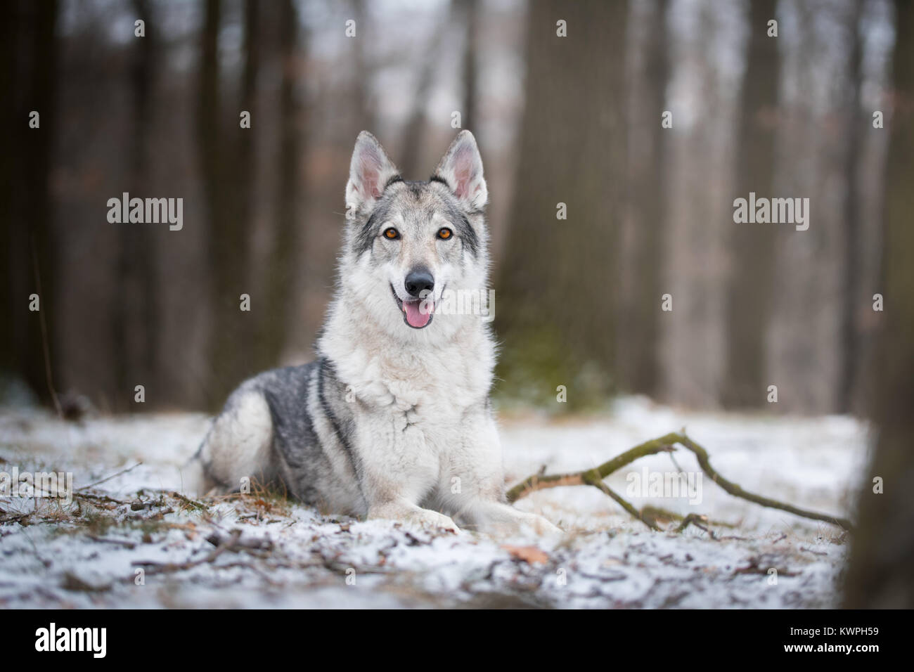 Wolf in forrest hi-res stock photography and images - Alamy