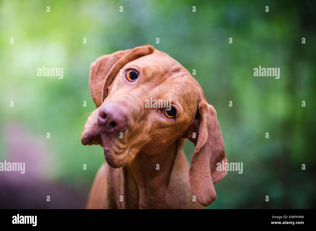 Portrait of hungarian vizsla hunter dogin spring Stock Photo - Alamy