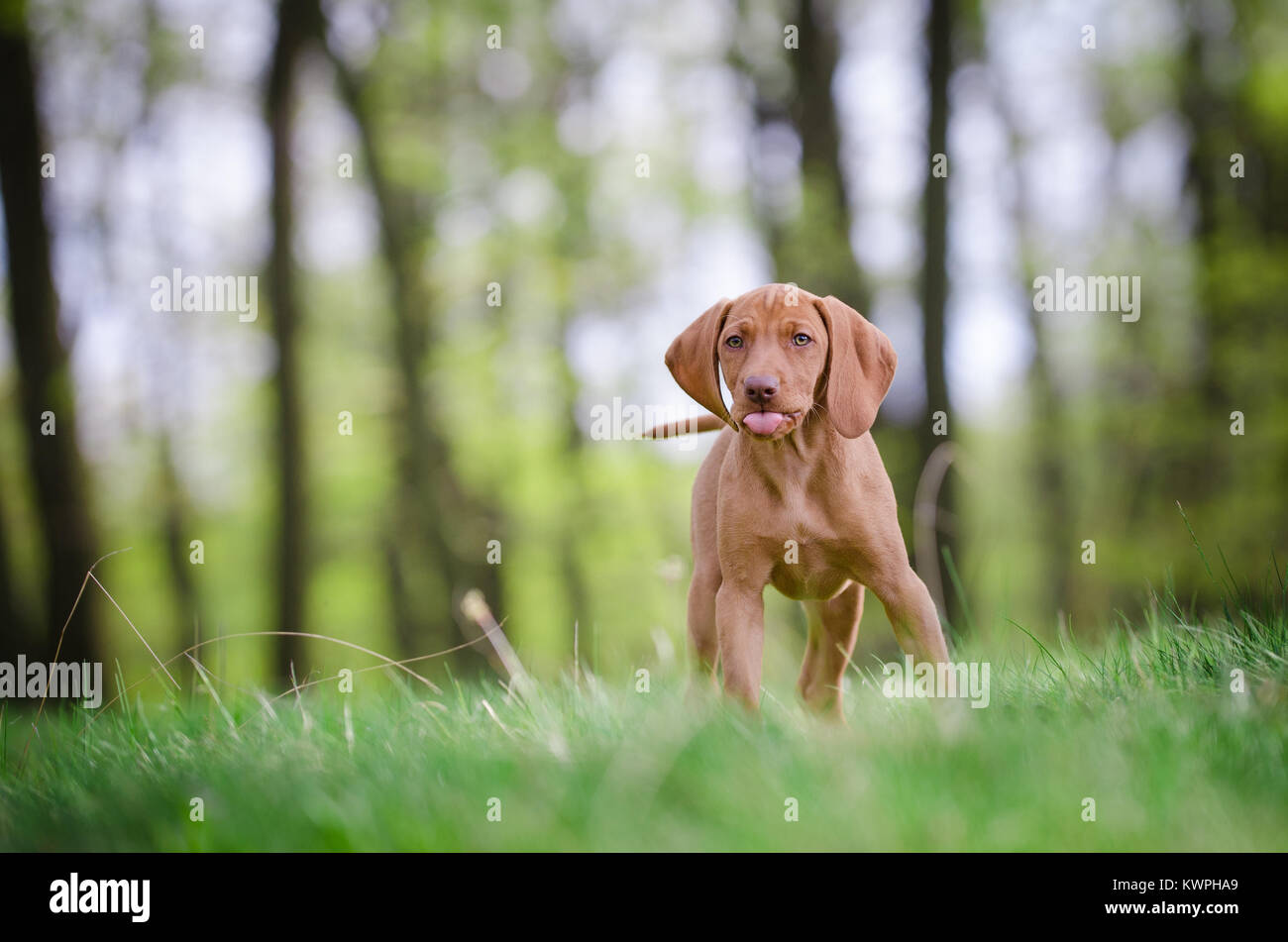 Viszla Puppy High Resolution Stock Photography and Images - Alamy