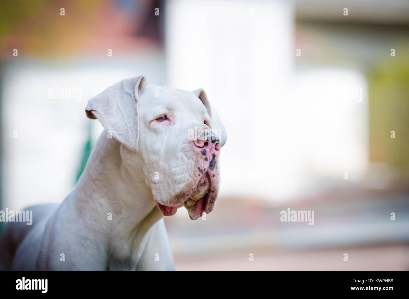 Female great dane purebred standing hi-res stock photography and images ...