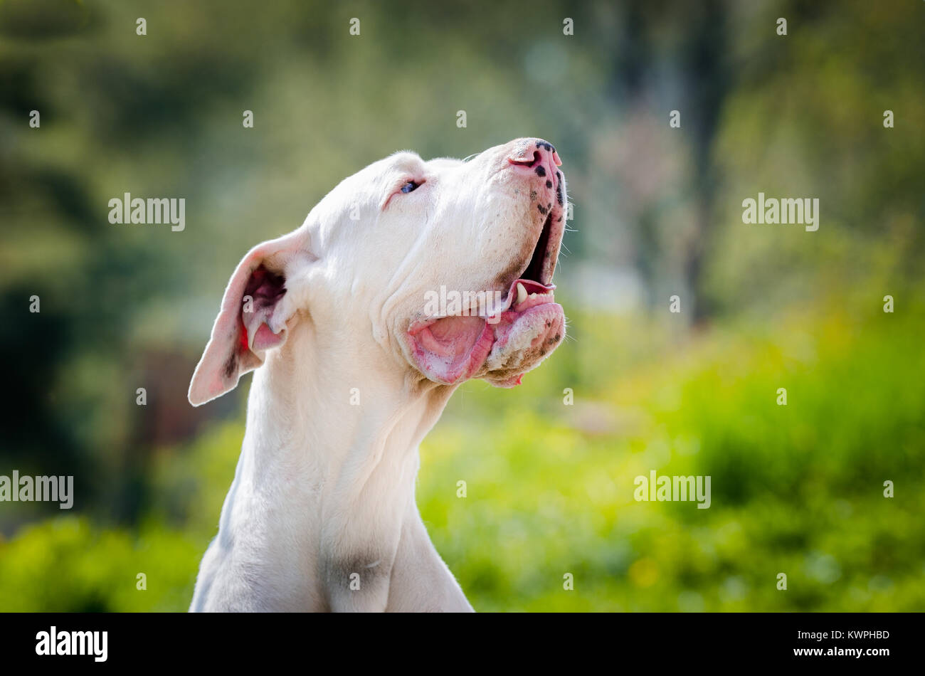 White great dane portrait in spring time Stock Photo - Alamy