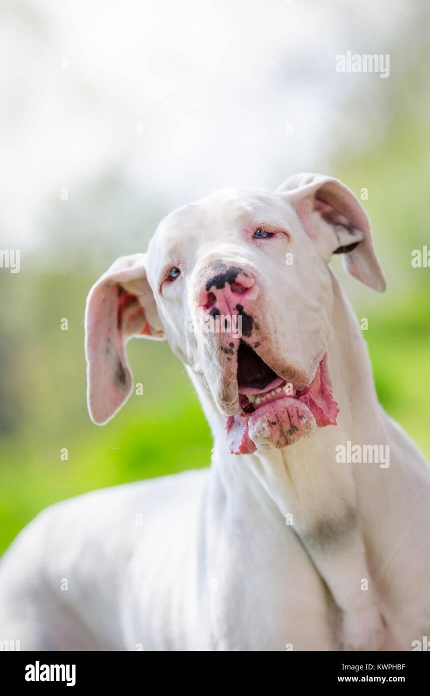 Female Great Dane Purebred Standing Stock Photos & Female Great Dane ...