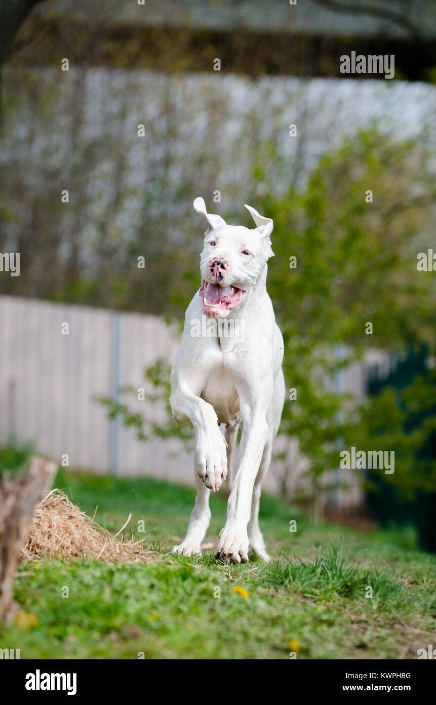 White great dane portrait in spring time Stock Photo - Alamy
