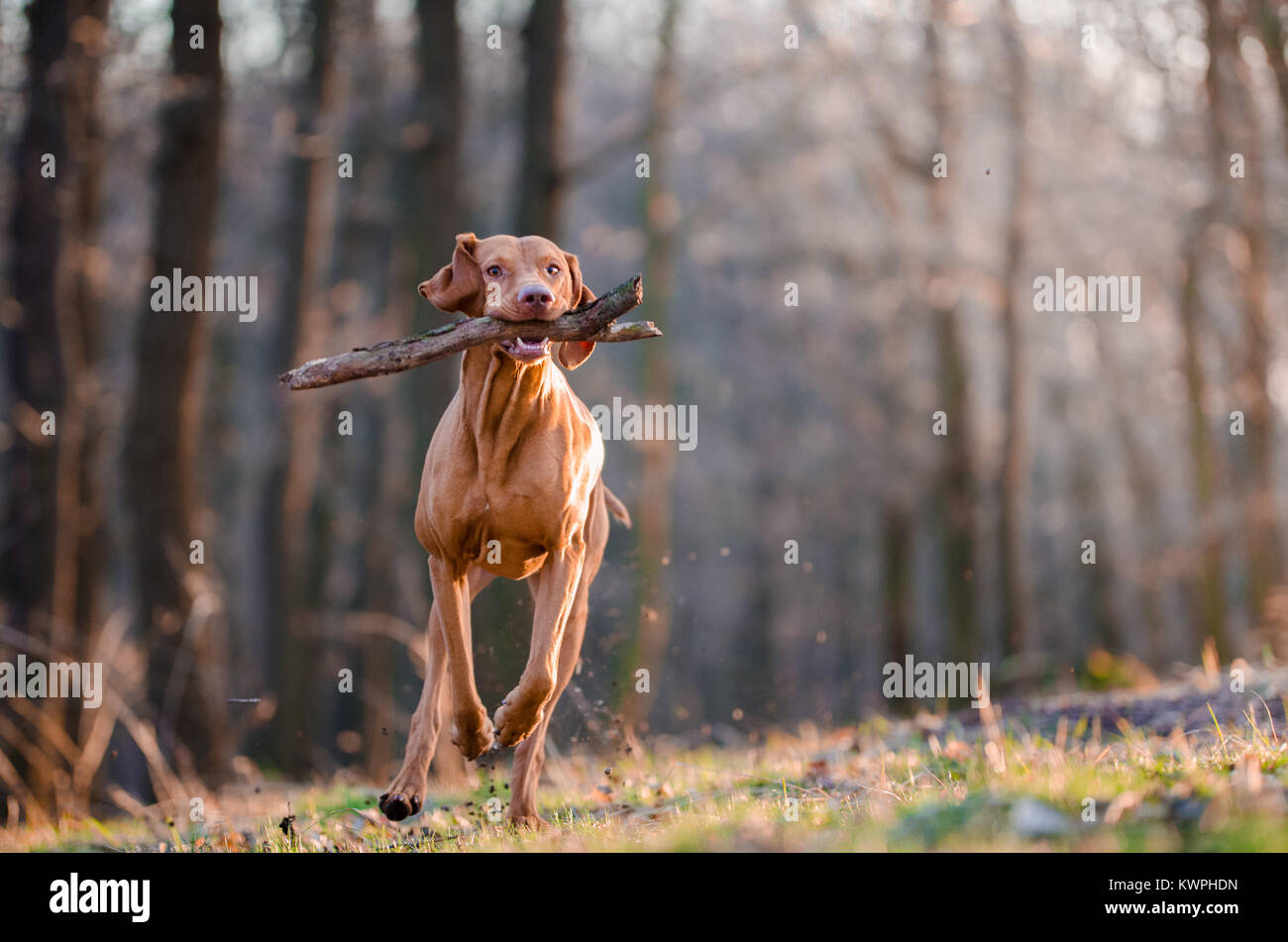 Hungarian pointer hound dog in the forrest Stock Photo - Alamy