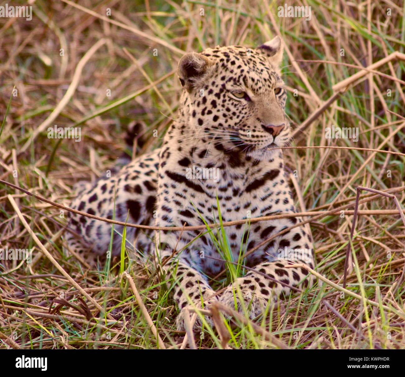 Leopard teeth tail hi-res stock photography and images - Alamy