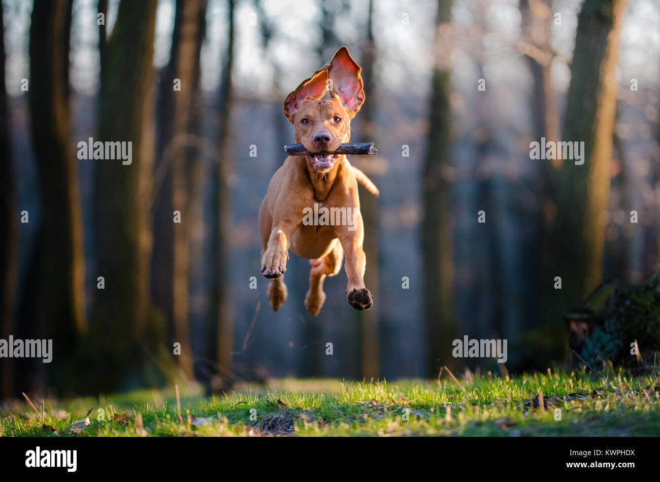 Hungarian pointer hound dog in the forrest Stock Photo - Alamy