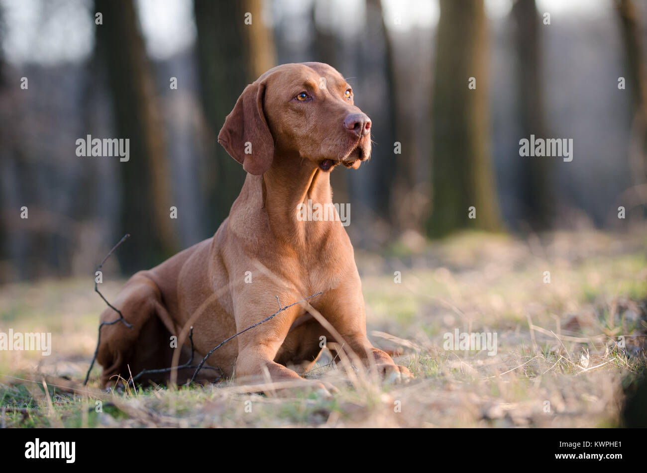 Hungarian hound pinter dog in the spring forrest Stock Photo - Alamy