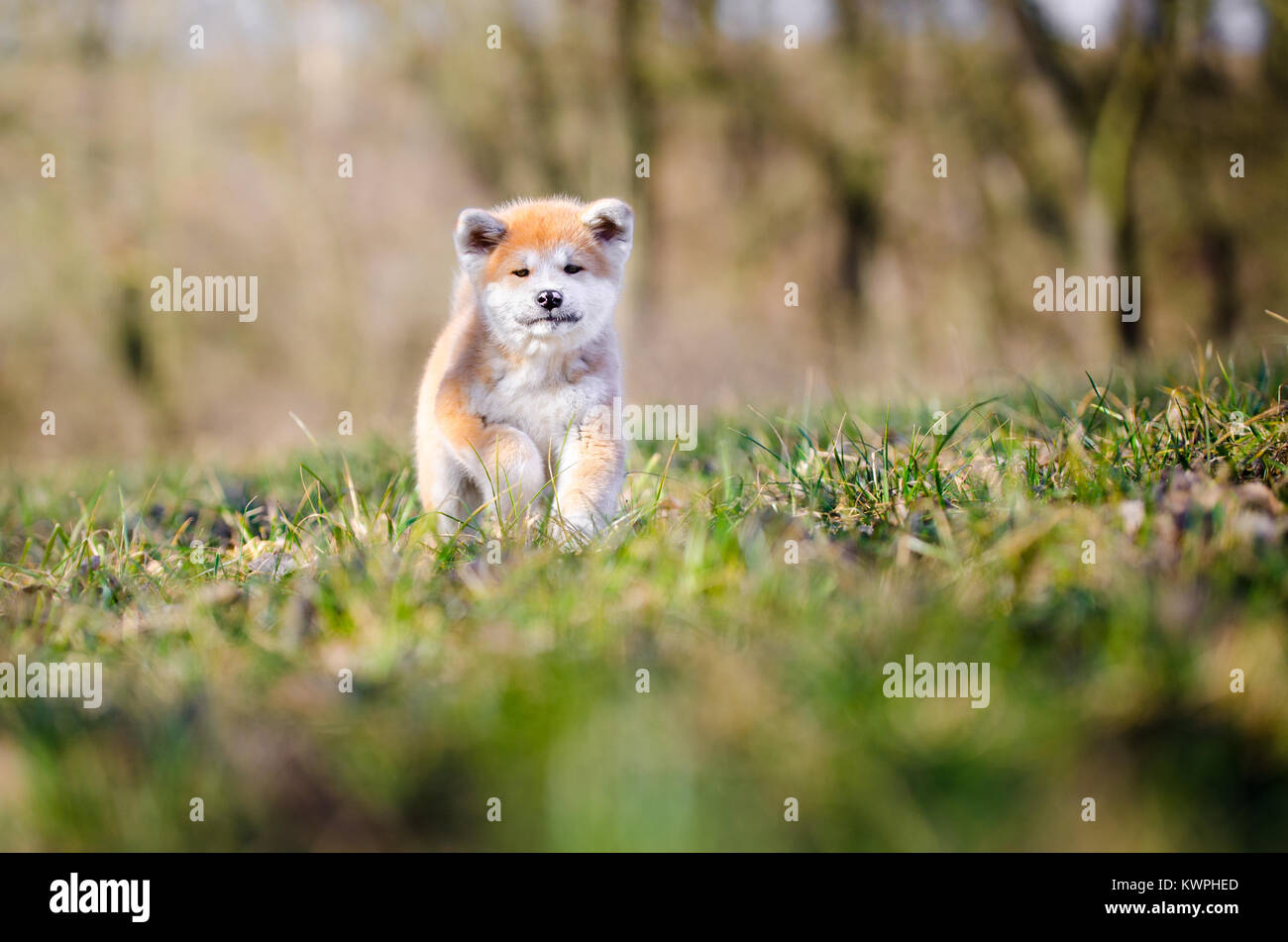 Puppy of Akita inu japan dog in spring time Stock Photo - Alamy