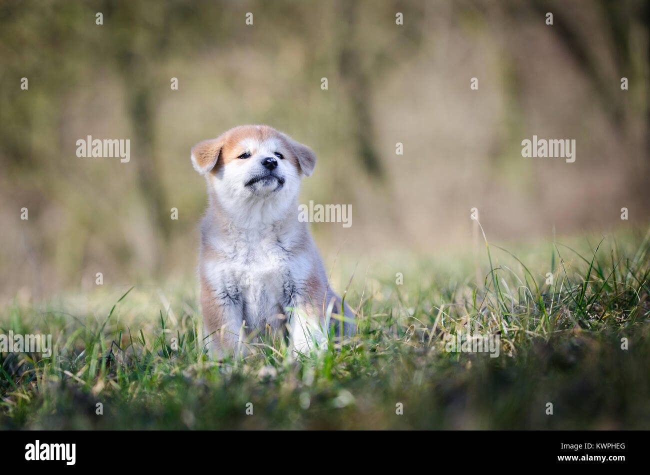 Puppy spring funny hi-res stock photography and images - Alamy
